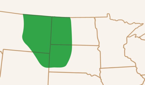 Hard red spring wheat varieties for sale