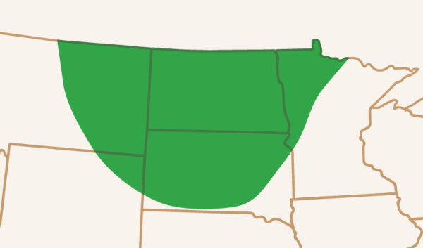 Hard red spring wheat varieties for sale