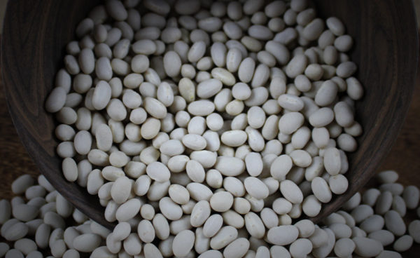 The best navy beans start with high quality seeds