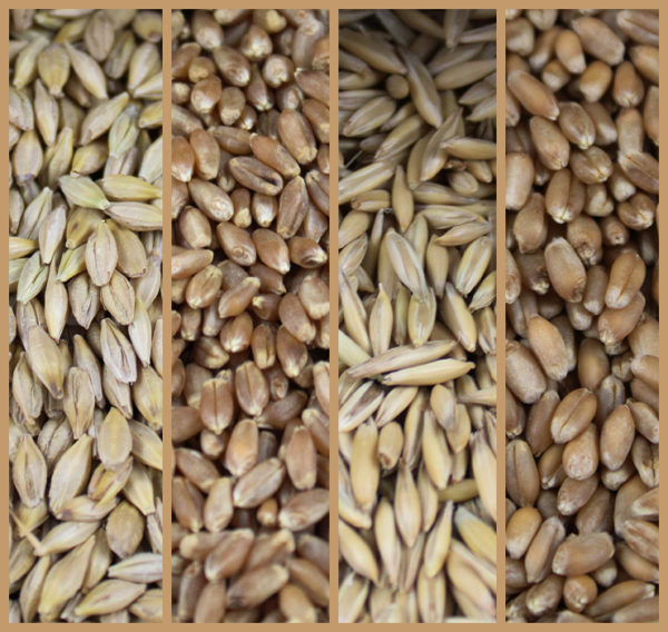 Cereal Seed - Meridian Seeds