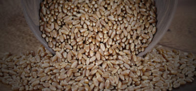 Hard Red Spring Wheat Seed - Meridian Seeds
